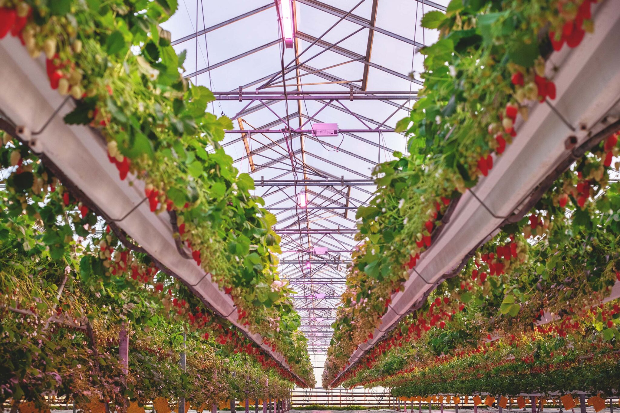 Growing Smarter: The Impact of LED Lighting on High-Tech Farming - Cree LED